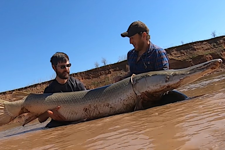 Anglers Land 8-Foot, 240+ Pound Alligator Gar While Bank Fishing - Wide ...