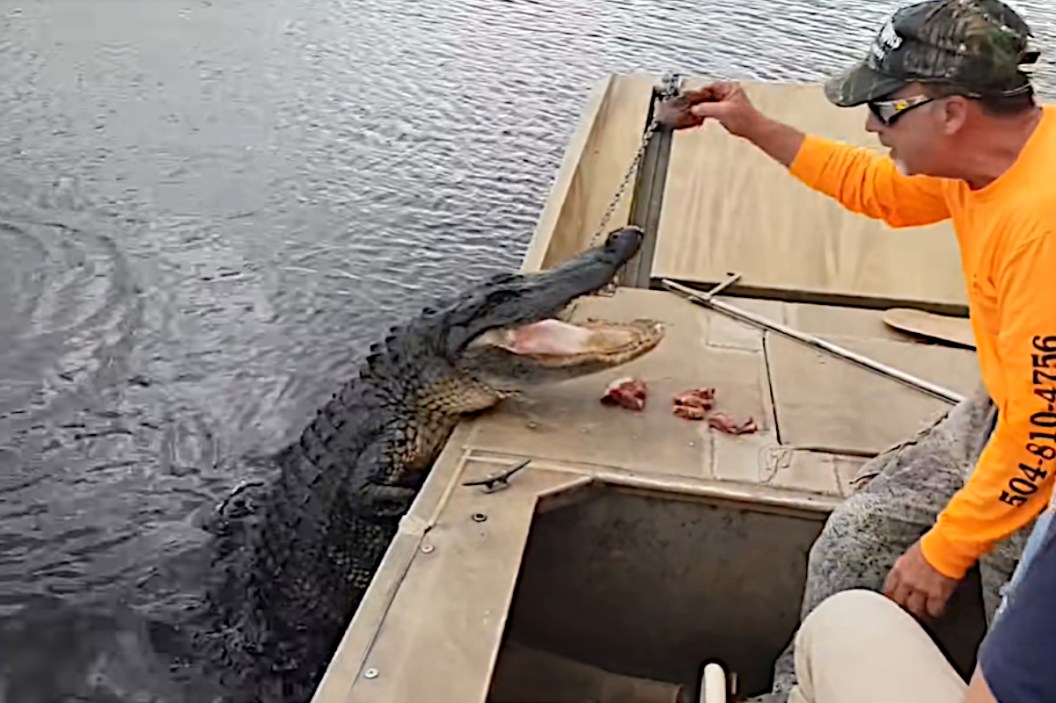 Huge Alligator Lumbers Past Hunter's Treestand, Plops Down in His Bait ...