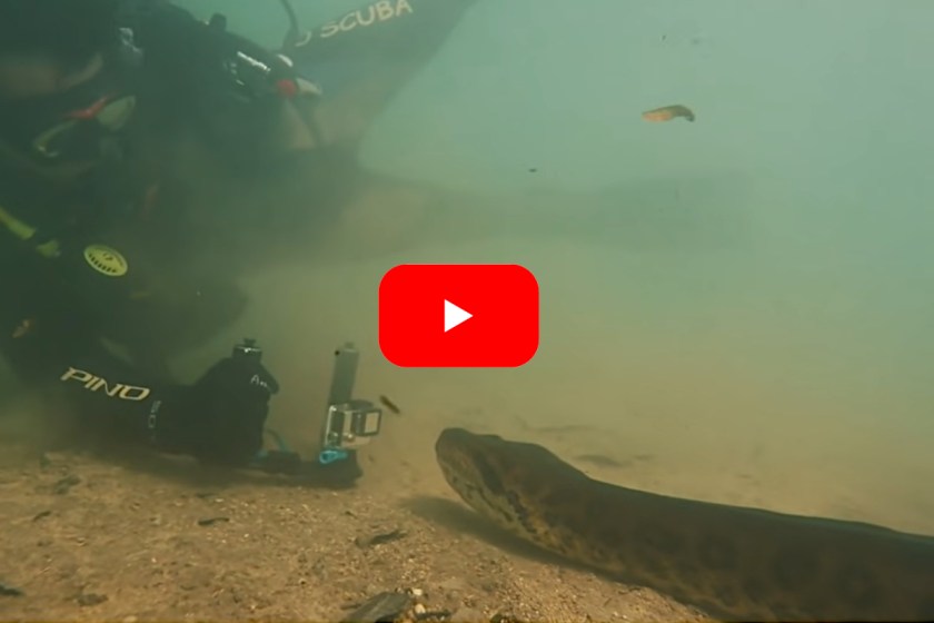 Divers Swim With 23-Foot Anaconda in Crystal Clear Waters of Brazil ...