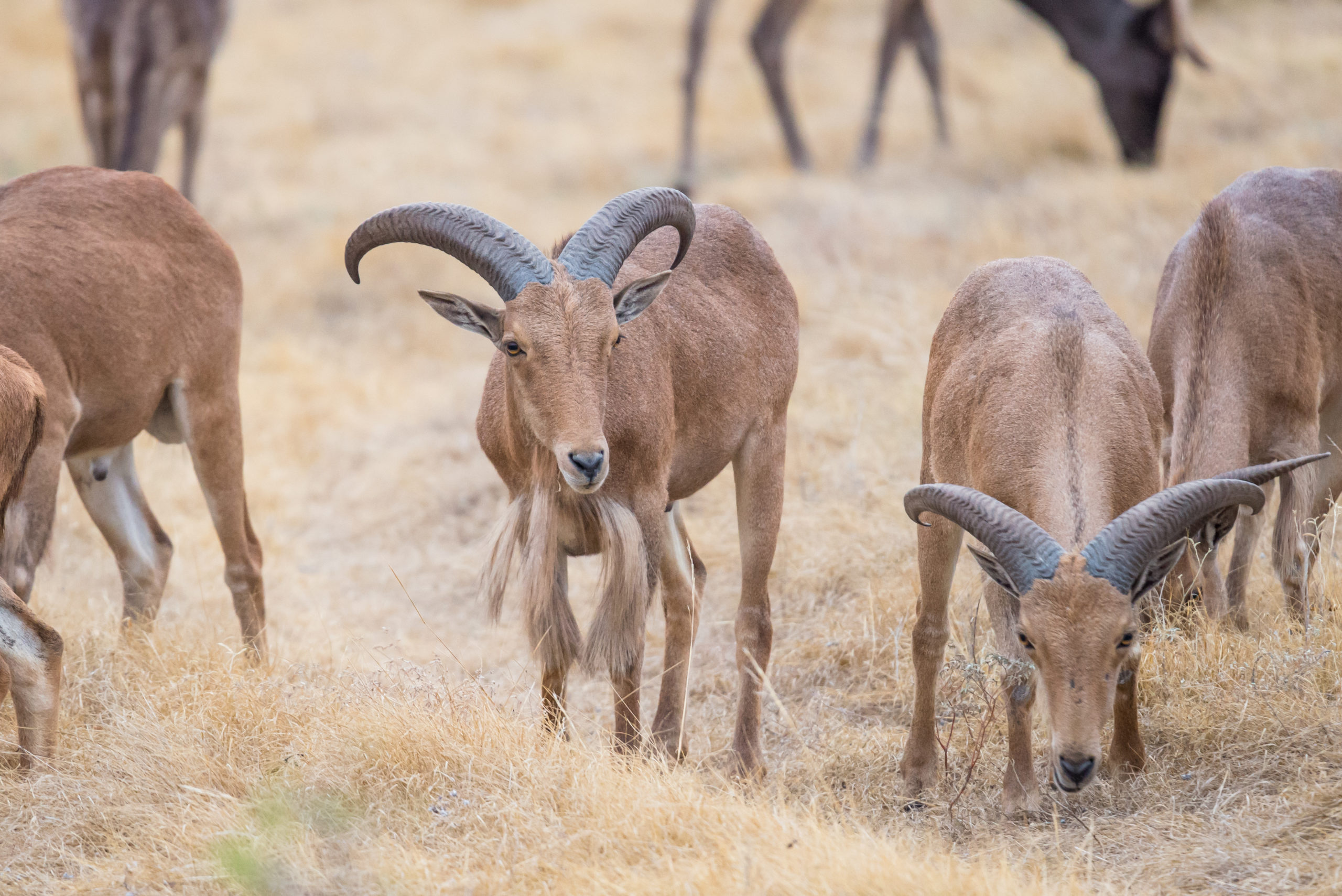 Aoudad Hunting in America: Where, When, and How to Do It - Wide Open Spaces