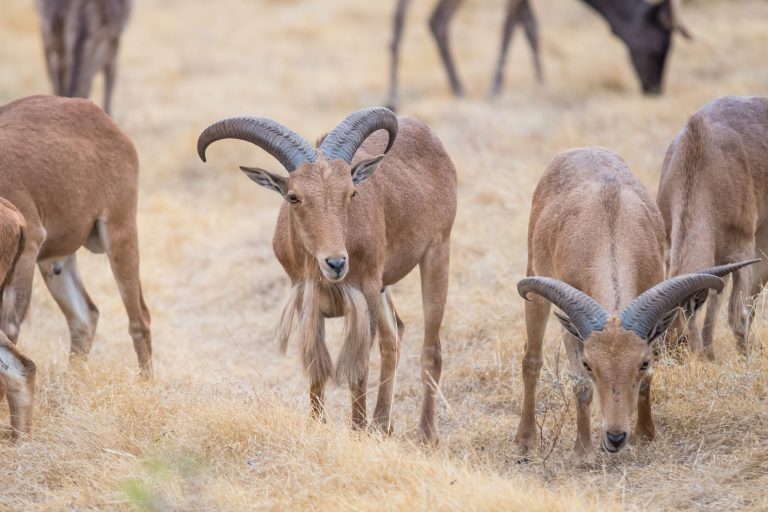 Aoudad Hunting in America: Where, When, and How to Do It - Wide Open Spaces