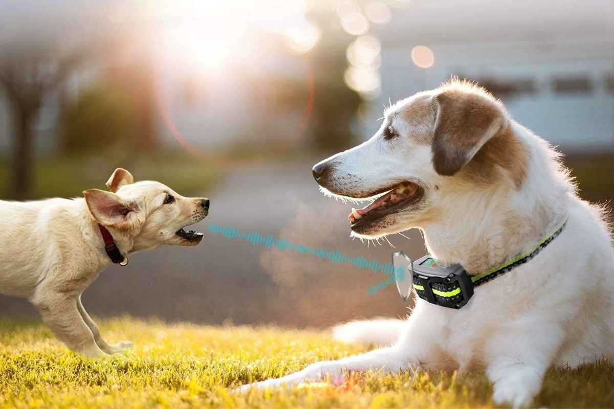 5 Best Bark Collars for Dogs of 2021: No Harm & Shock Collar Options