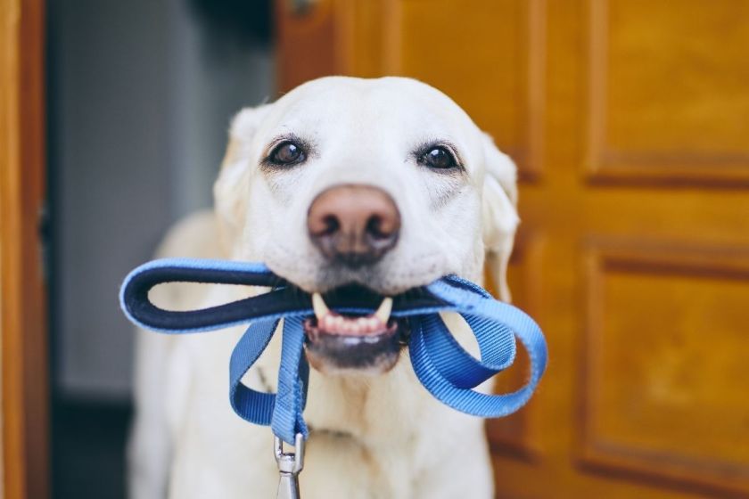 The Best Dog Leash for You and Your Pup