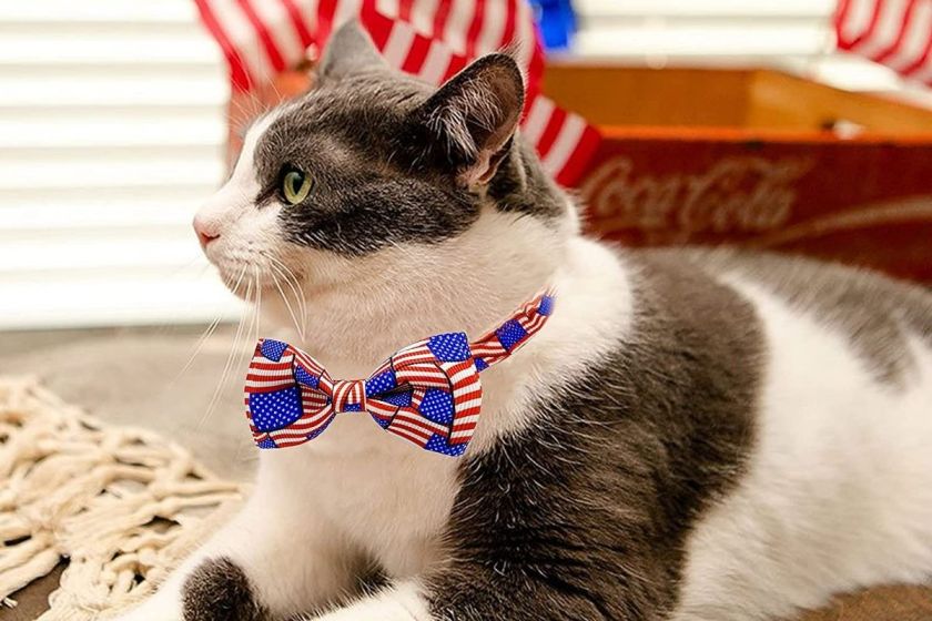 8 Best Cat Collars of 2021: ID, Holiday, & Trendy Collars