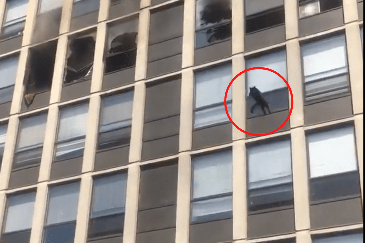 Black Cat Jumps From 5th Floor of Burning Building in Viral Video