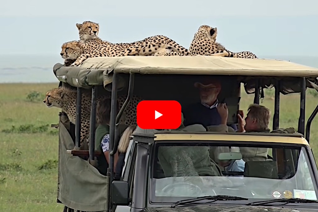 Family of Cheetahs Commandeers Tourist Vehicle - Wide Open Spaces