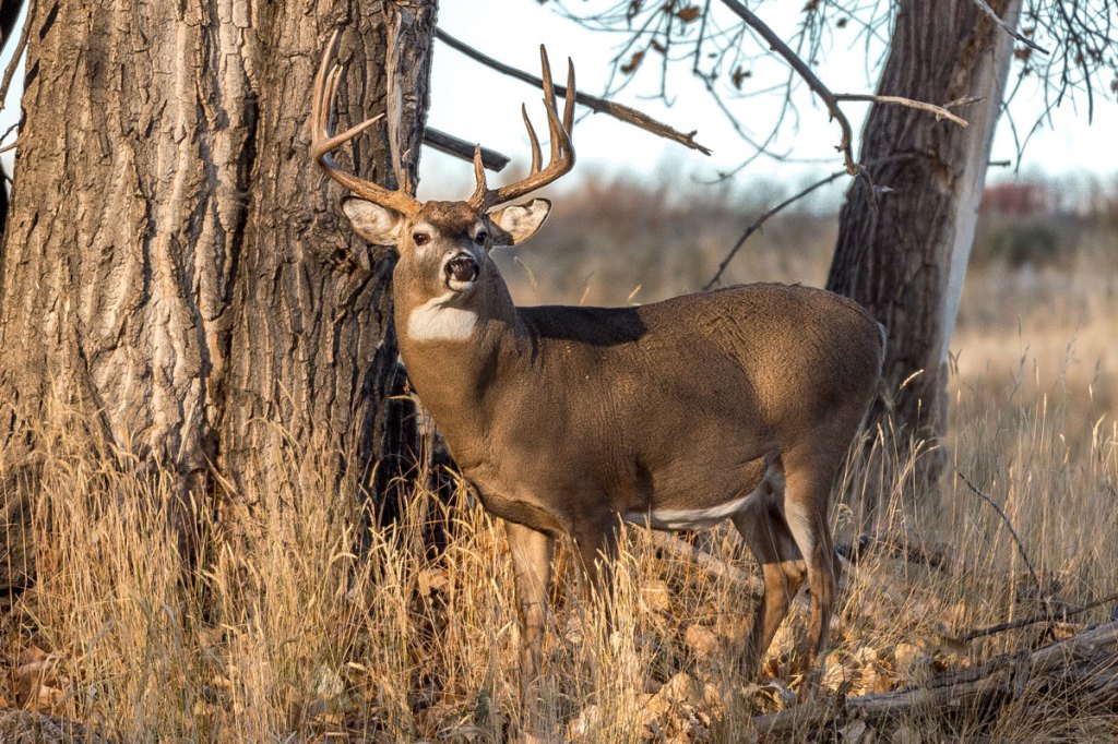 Can You Find the Deer in These 10 Photos? - Wide Open Spaces