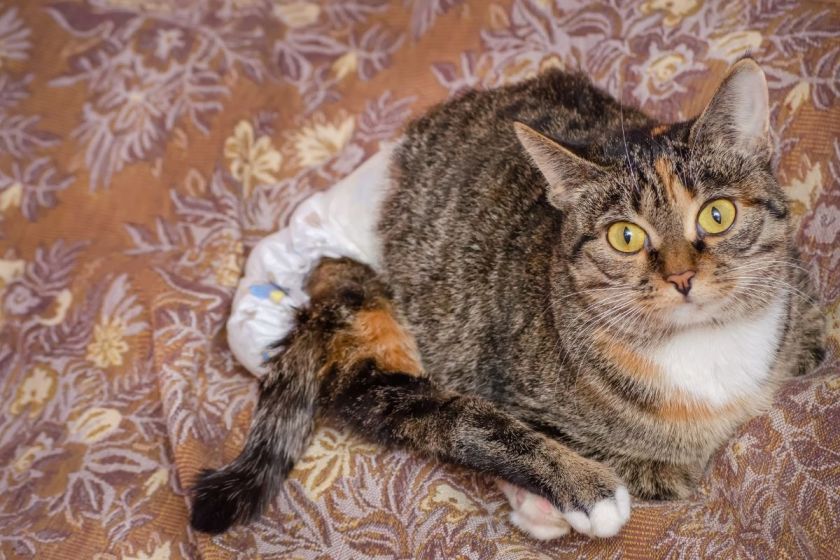 Diapers for Cats: Disposable, Reusable, and Denim Pattern Diapers