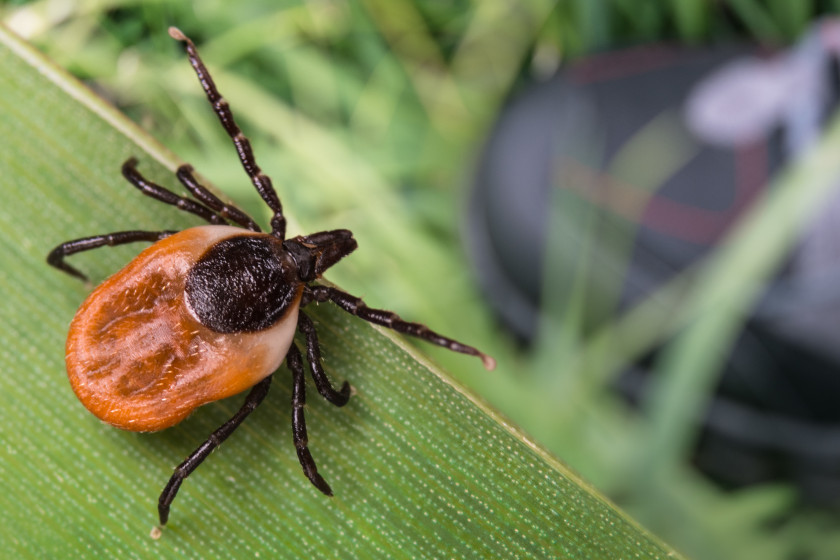9 Different Types of Ticks That Are Known to Spread Disease
