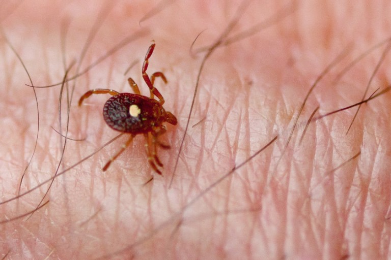 8 Popular Tick Myths Busted By an Expert on the Subject