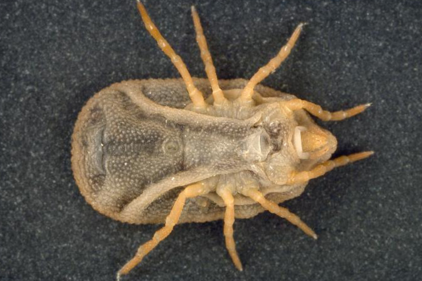 9 Different Types of Ticks That Are Known to Spread Disease