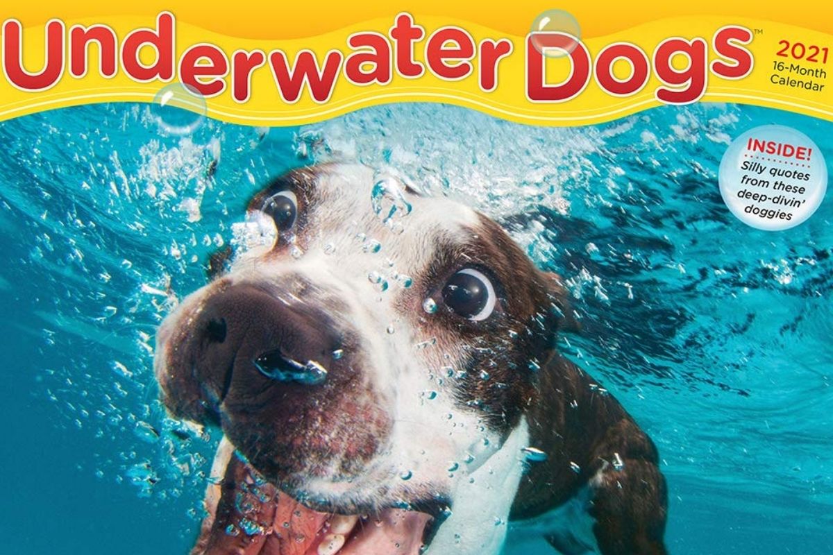 Dog Calendar: 5 Funny Calendars for Home, Office, and More