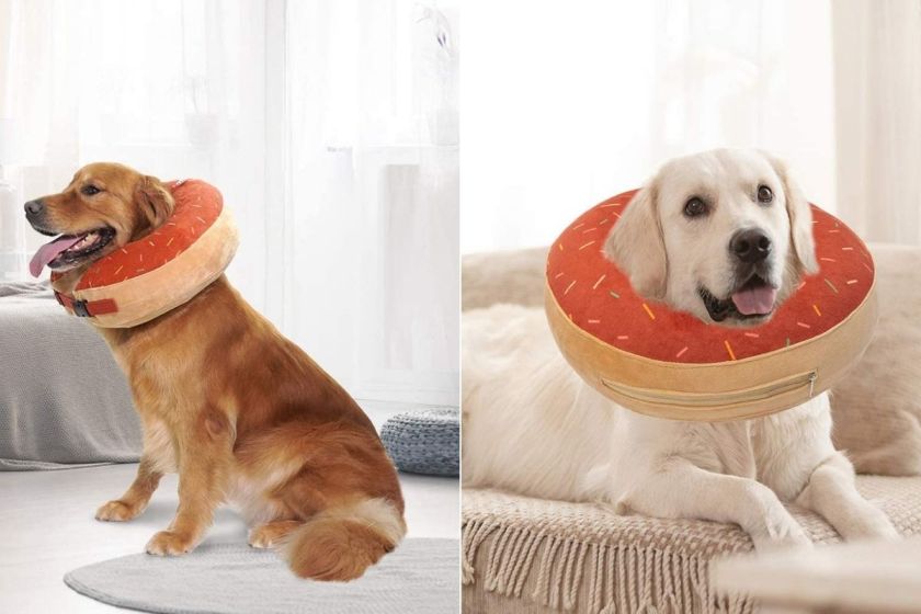 Dog Cones: 8 Best of 2021 for All Dogs (Cute and Comfy Options)