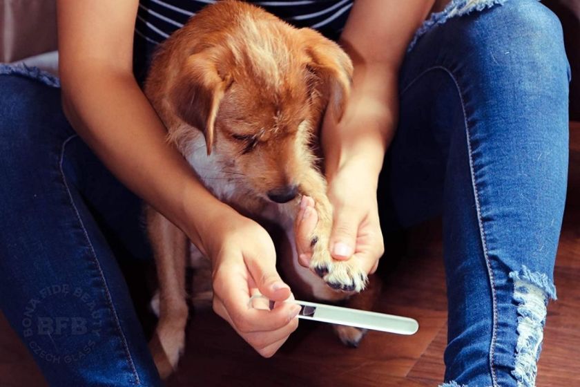 Dog Nail File: 5 Best of 2021 on Amazon According to Top Reviews