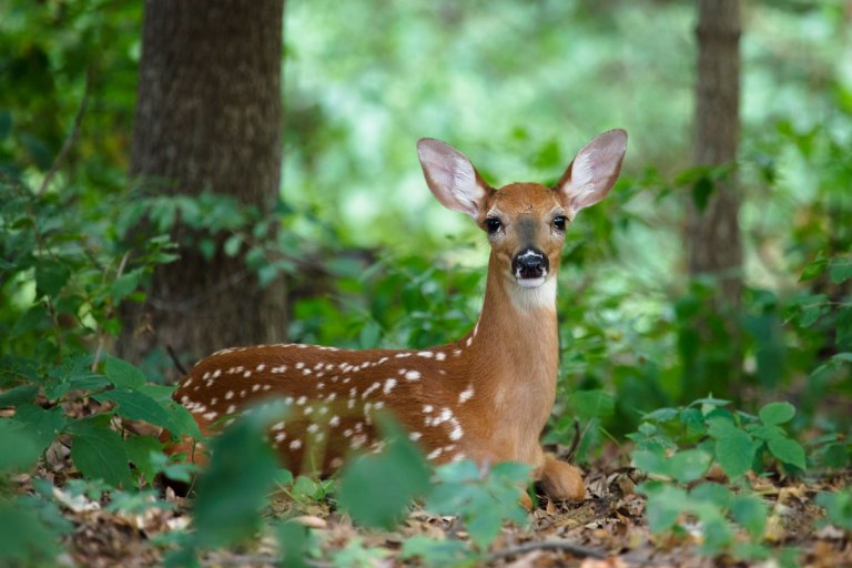 Baby Deer: Facts and Herd Health Indicators of the Fawns We See Every ...