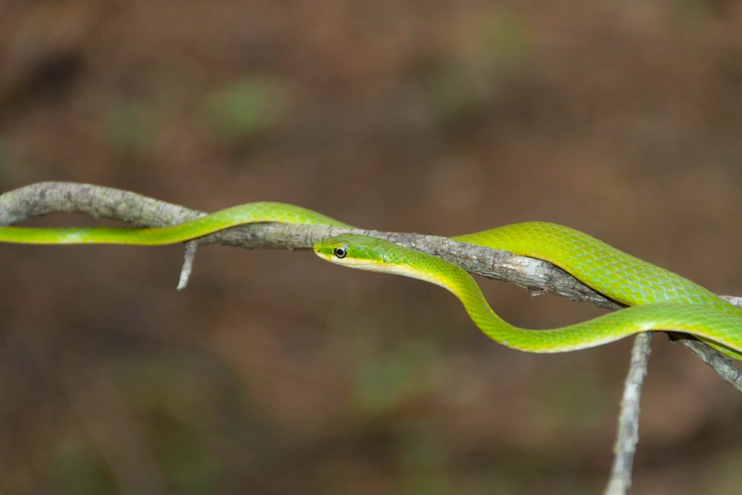 Florida Snakes: The Common Species You Might Encounter - Wide Open Spaces