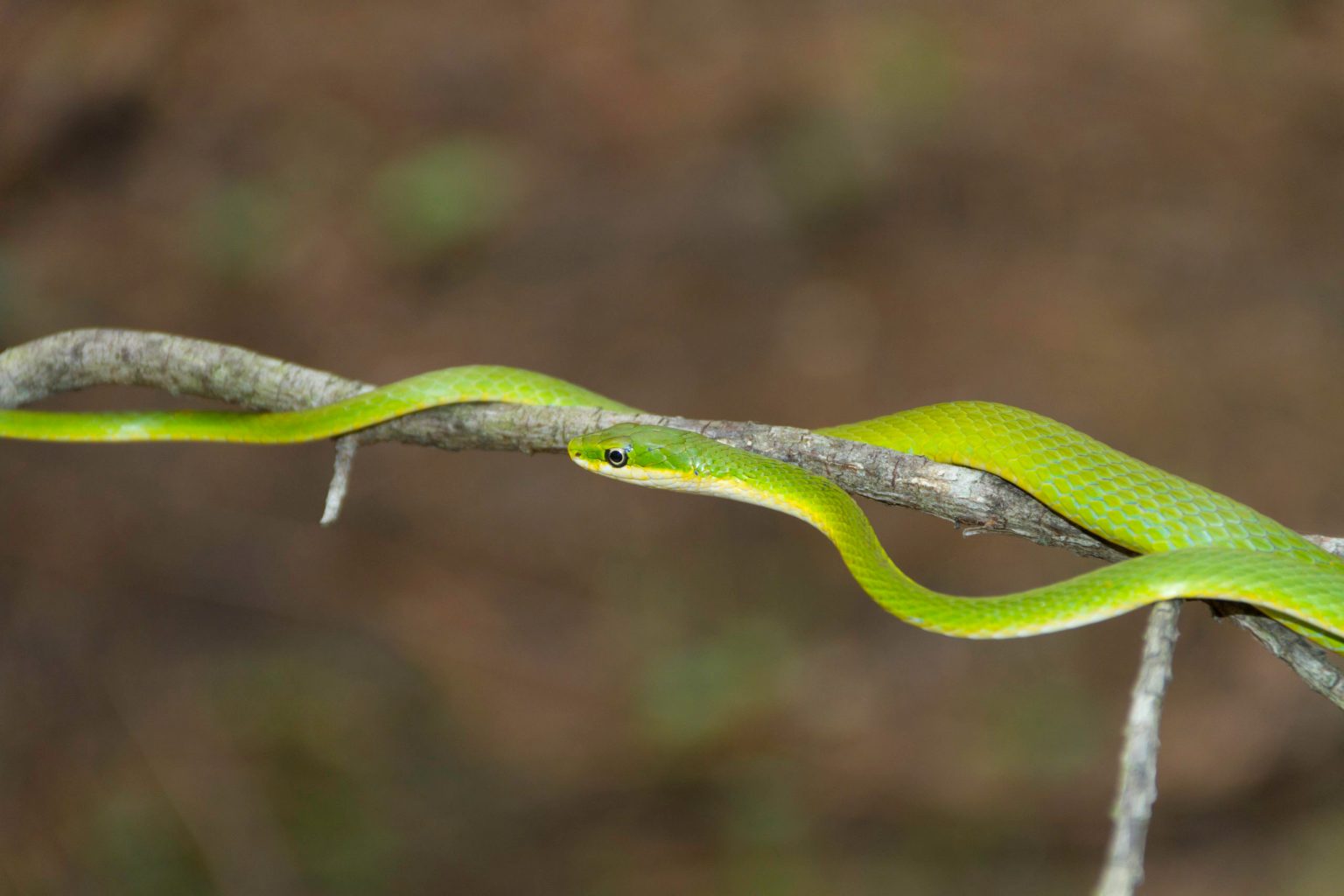 Florida Snakes: The Common Species You Might Encounter - Wide Open Spaces