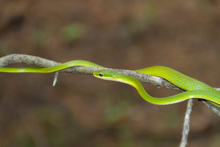 Florida Snakes: The Common Species You Might Encounter - Wide Open Spaces