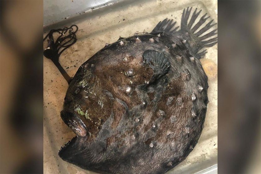 Rarely Seen Deep Sea Fish Washes Up On California Beach - Wide Open Spaces