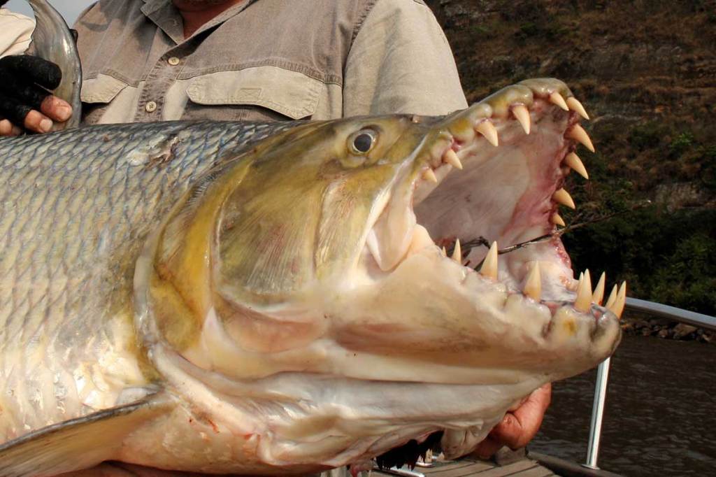 The Stuff of Nightmares: Everything to Know About the Goliath Tigerfish