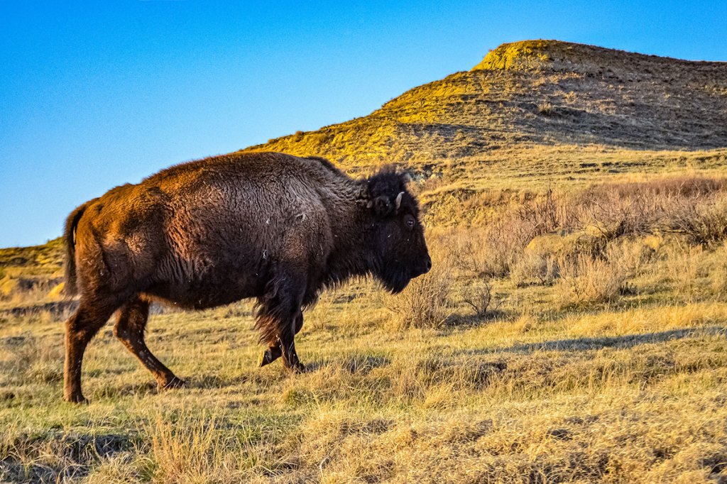 Grand Canyon Bison Hunt Draws 45,000 Applicants - Wide Open Spaces