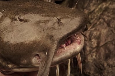 Spearing and Taste-Testing Invasive Armored Catfish in Florida - Wide ...