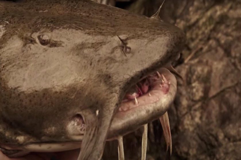 Goonch Catfish: The Giant Devil of India's Freshwater Rivers - Wide ...