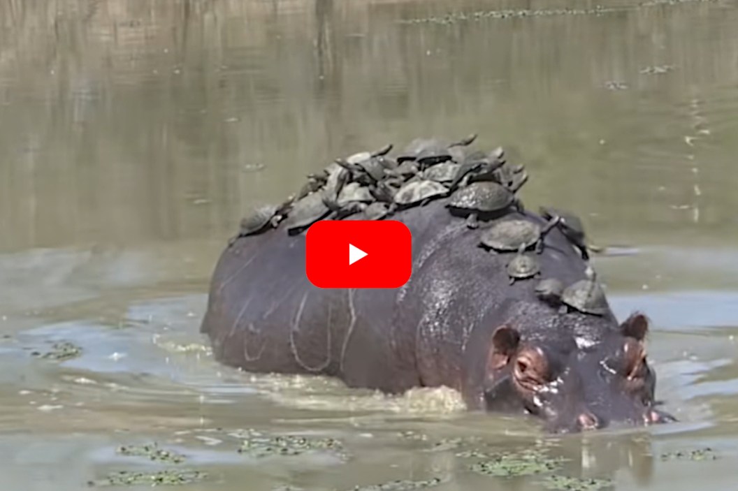 Group of Turtles Use Massive Hippo as Makeshift Island - Wide Open Spaces