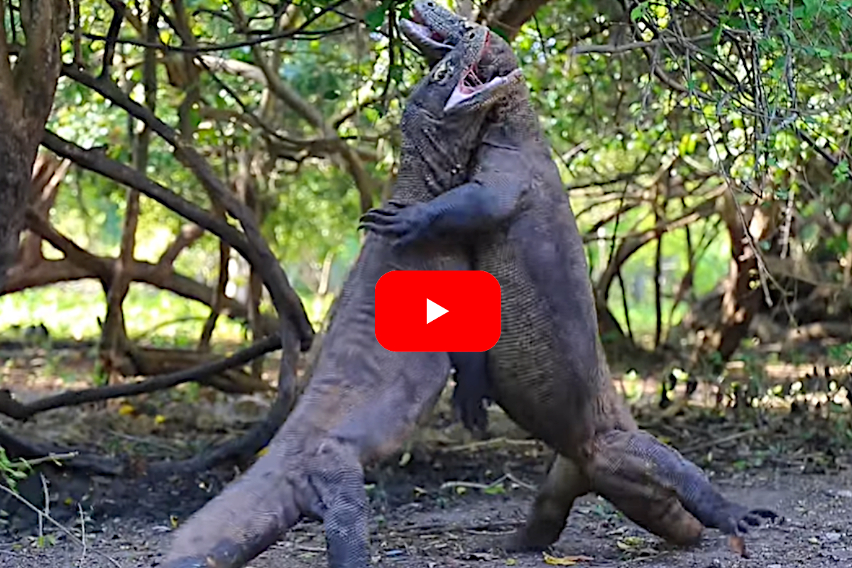 Komodo Dragon Fight is the Closest Thing to Two Dinosaurs Duking It Out - Wide Open Spaces