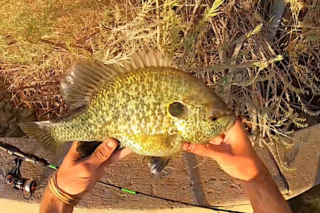 Arizona's Lake Havasu is Home to the Largest Sunfish on Earth - Wide ...