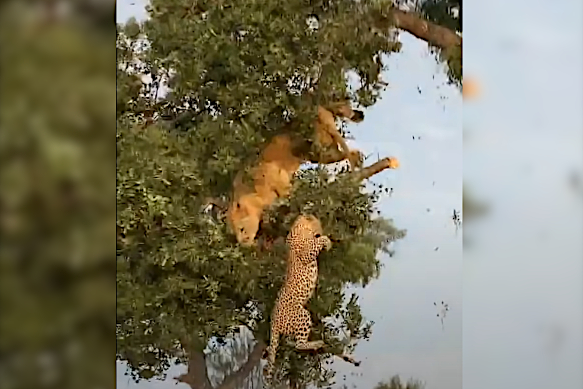 Lion and Leopard Battle Over Kill in a Treetop Until The Branches Break ...