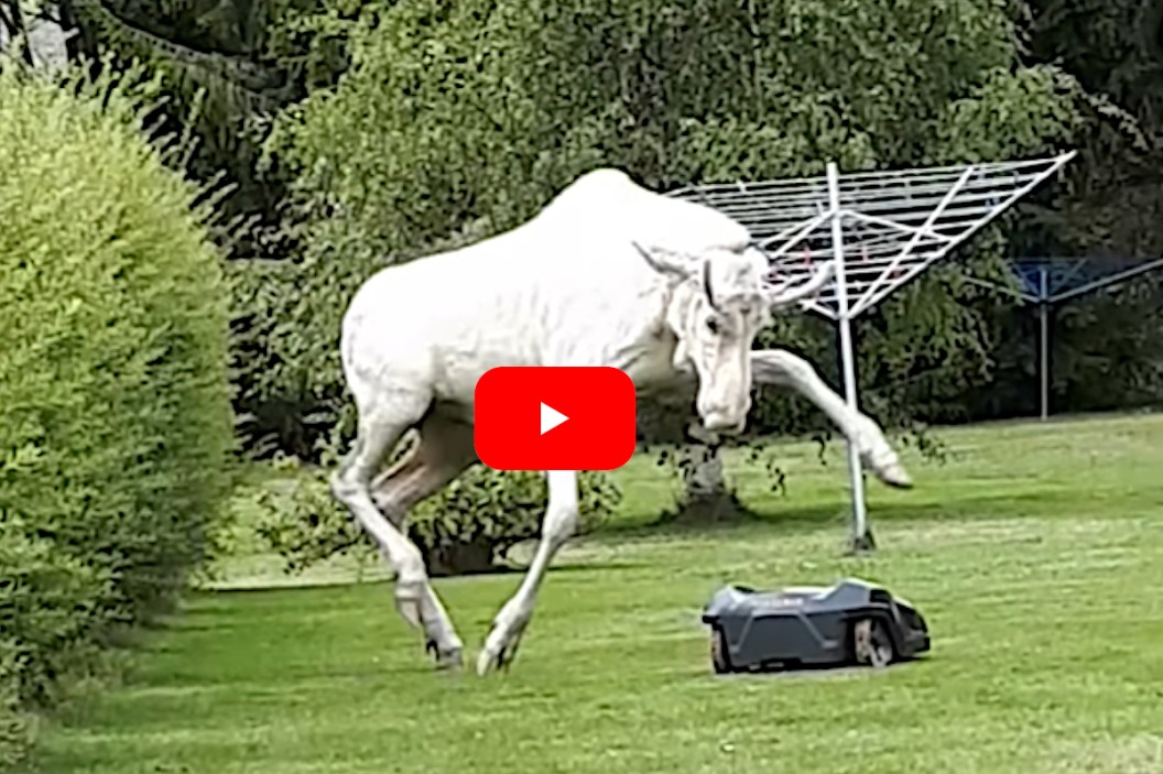 Pure White Moose Picks a Fight With Robotic Lawnmower - Wide Open Spaces