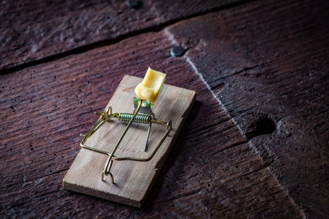 8 Best Mouse Traps of 2021: Snap, Sticky + Humane Options for Mice ...