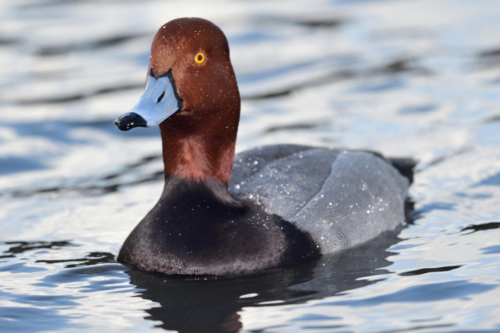 The Redhead Duck: An All-Time Favorite of Waterfowlers Everywhere ...
