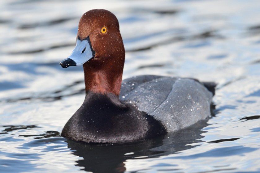 The Redhead Duck: An All-Time Favorite of Waterfowlers Everywhere ...