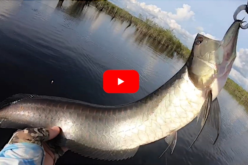 Silver Arowanas: The Weird Fish of the Amazon That Provides an ...