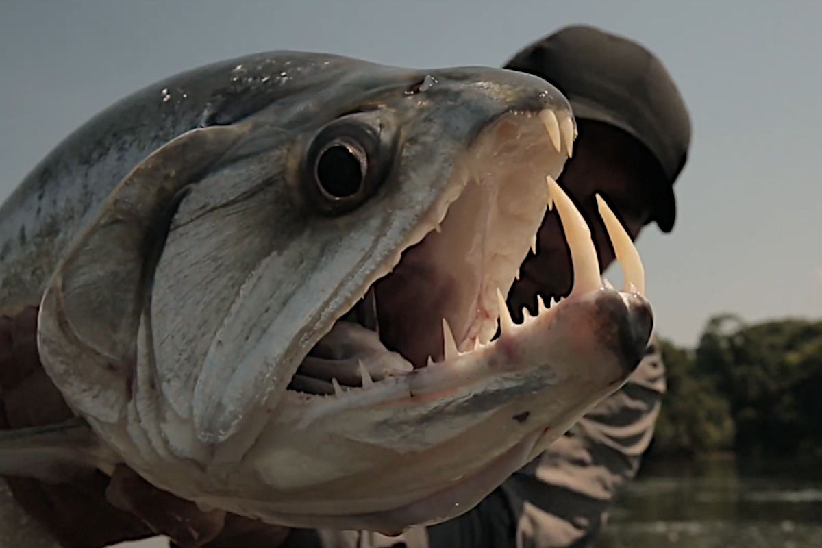 This Sunken SUV Makes a Great Fish Trap