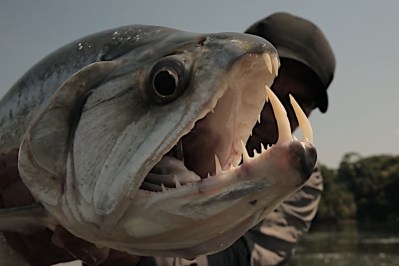 The "Vampire Fish" of the Amazon Has Some Seriously Intimidating Teeth ...
