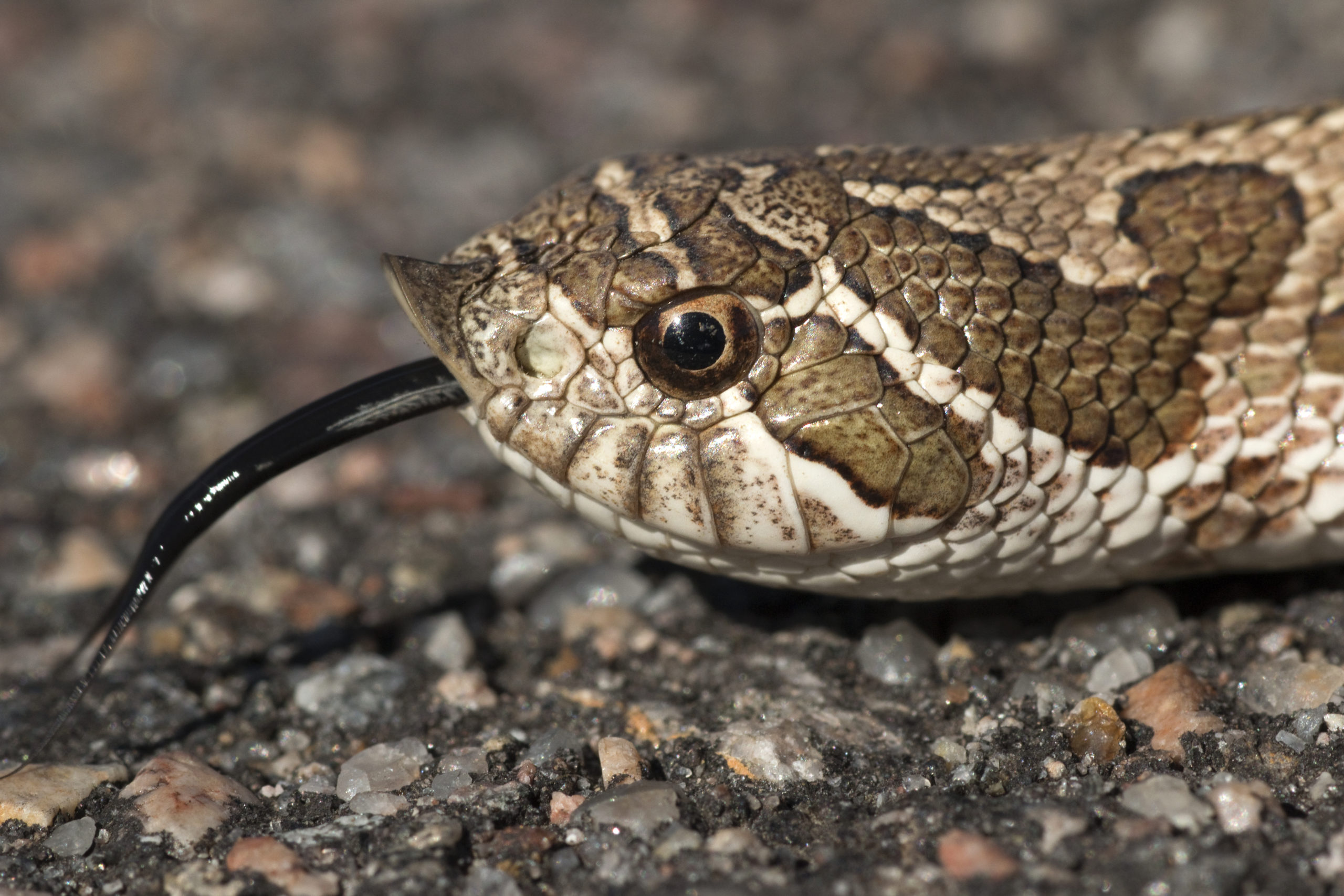 Western Hognose Snake: The Biggest Actor in the Reptile World - Wide ...
