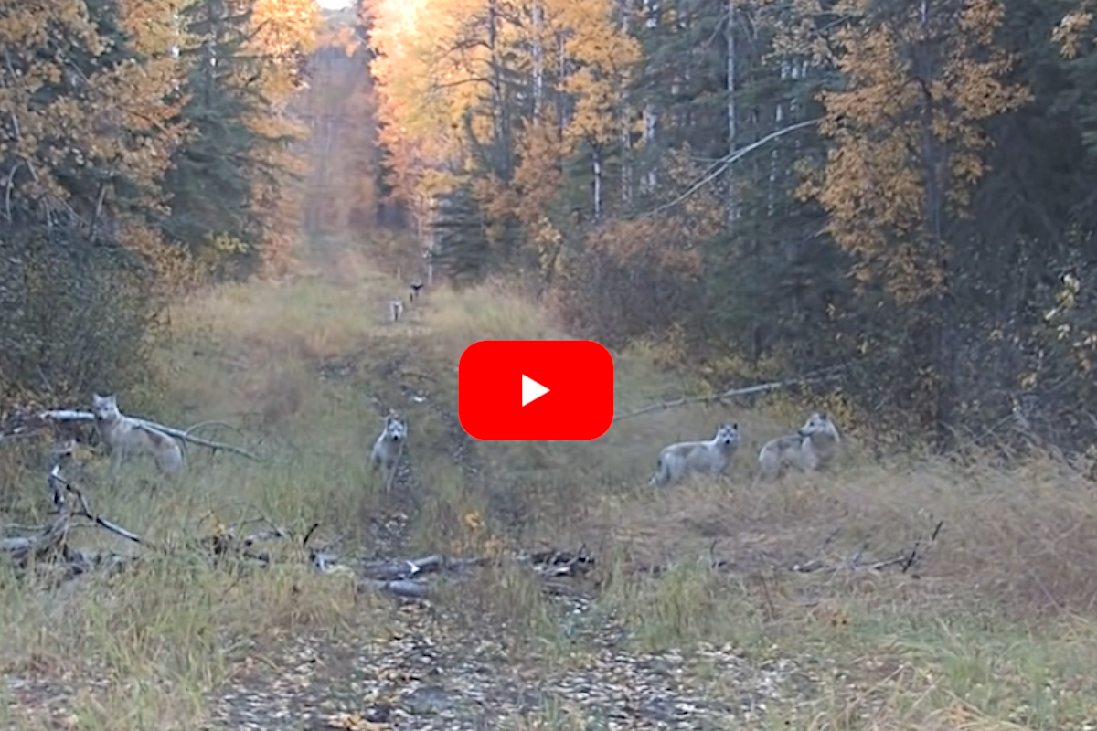 Trail Camera Footage Shows Pack of Wolves in Deer Hunting Spot - Wide ...