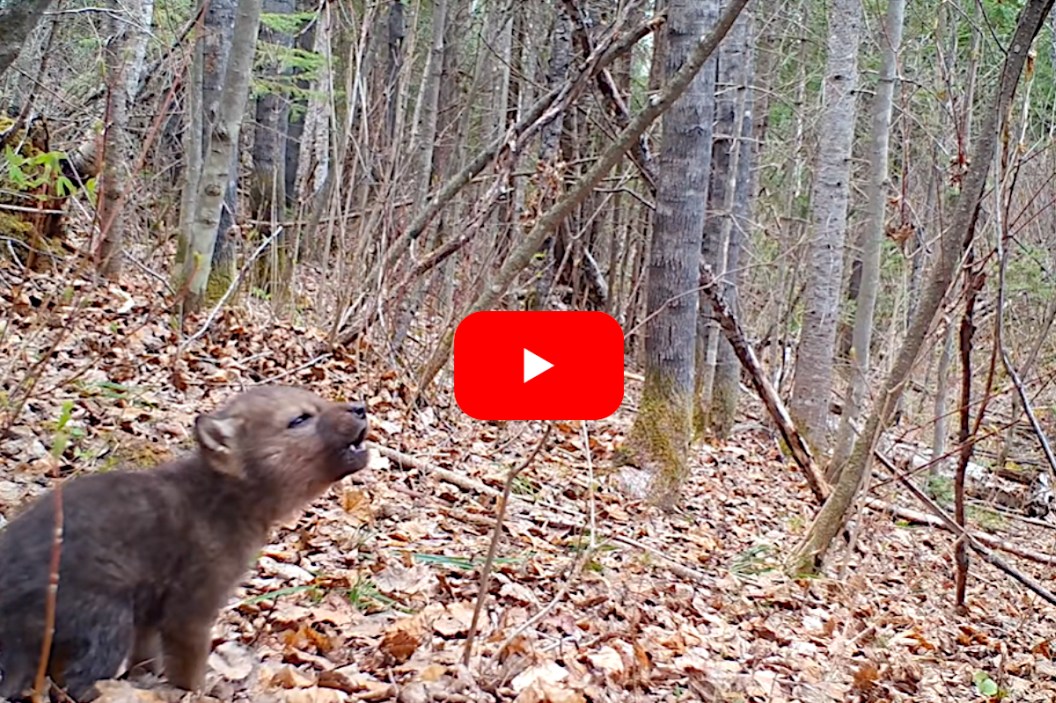 Young Wolf Pup's First Howls are Louder Than Expected - Wide Open Spaces