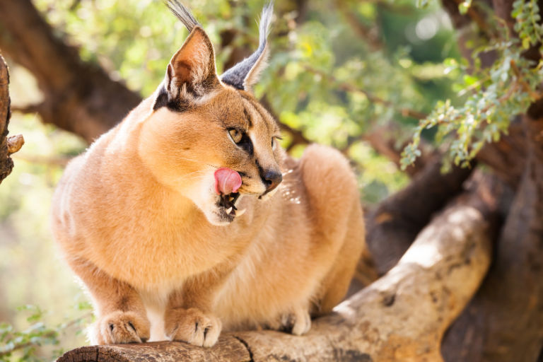 Caracals as Pets: Where They're Legal & How to Care for Them