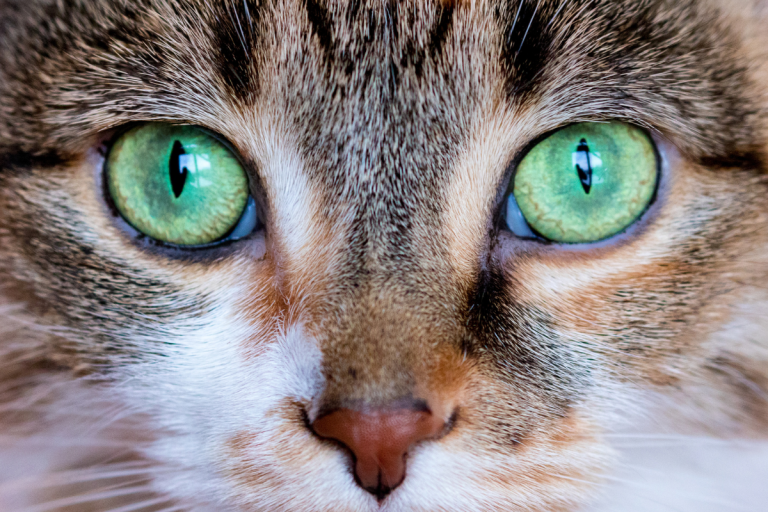 Cat Eye Colors: Ranked from Common to Rarest + What Causes Them