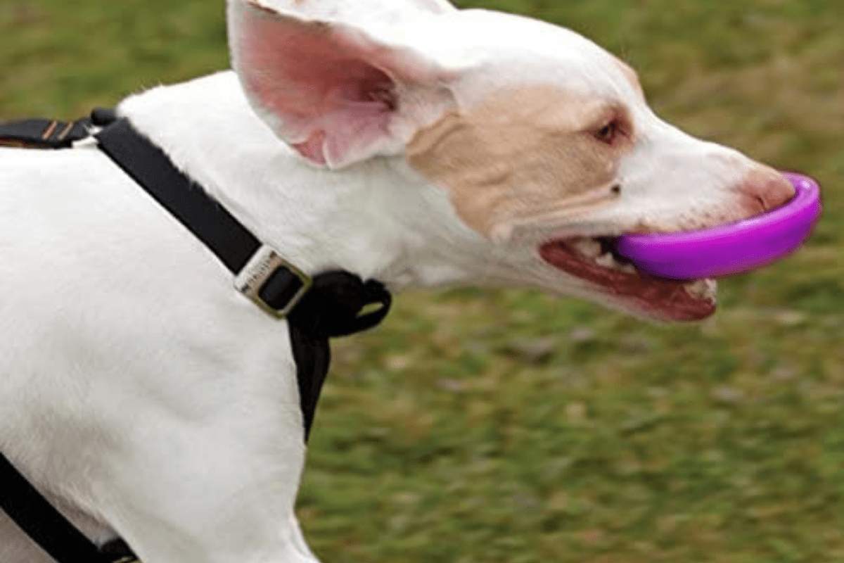 Winga Dog Toy: Step up Your Frisbee Skills With This Gadget
