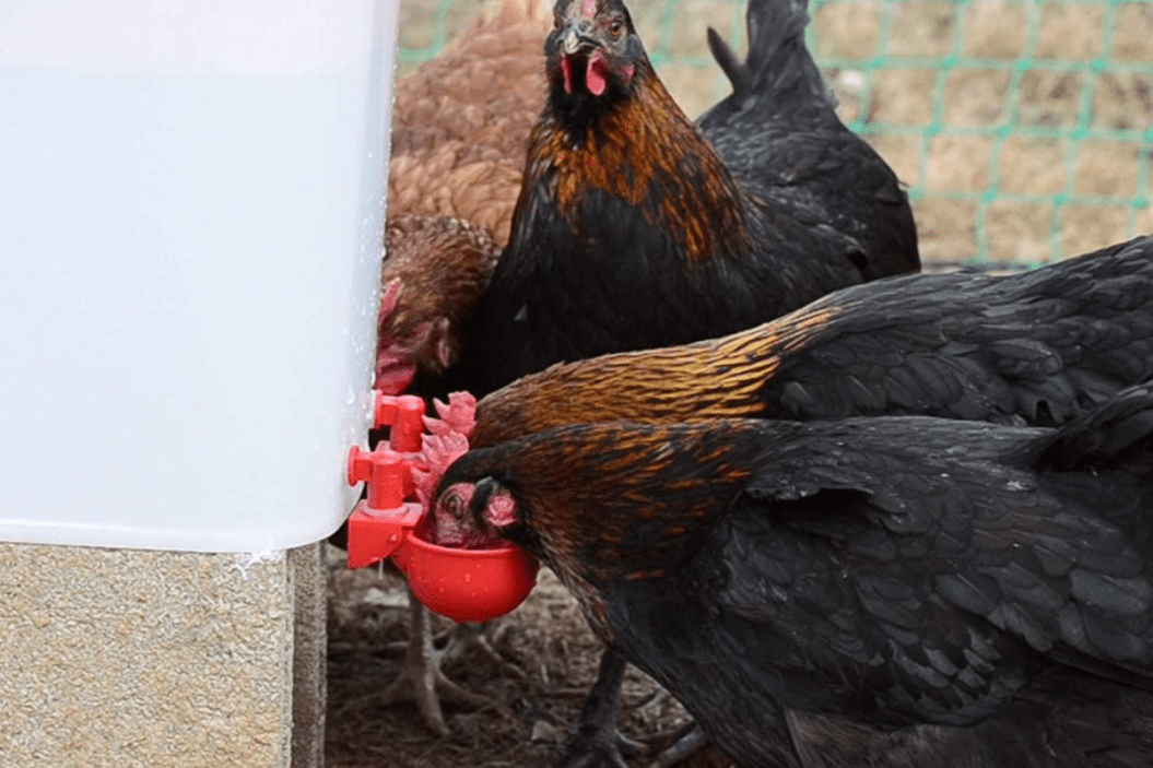 5 Best Chicken Waterers of 2021 on Amazon for Your Chicken Coop