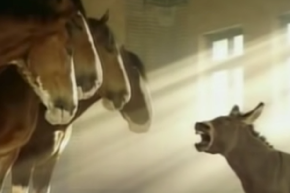 Donkey Realizes Lifelong Dream of Becoming Budweiser Clydesdale
