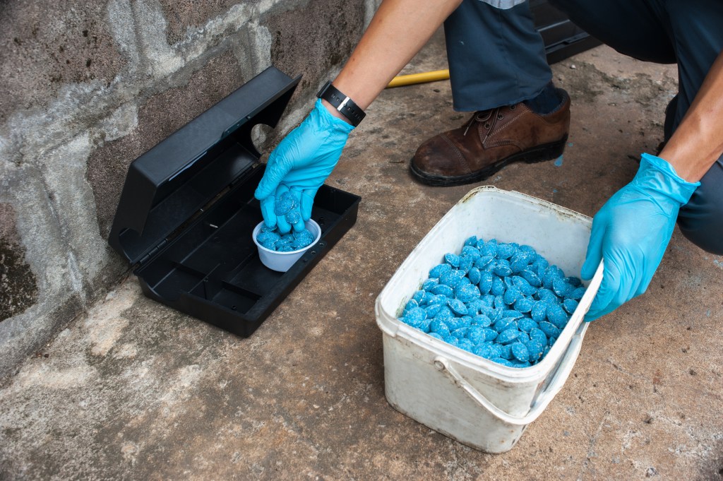 5 Best Rat Poisons of 2023, Including Pet-Safe Options