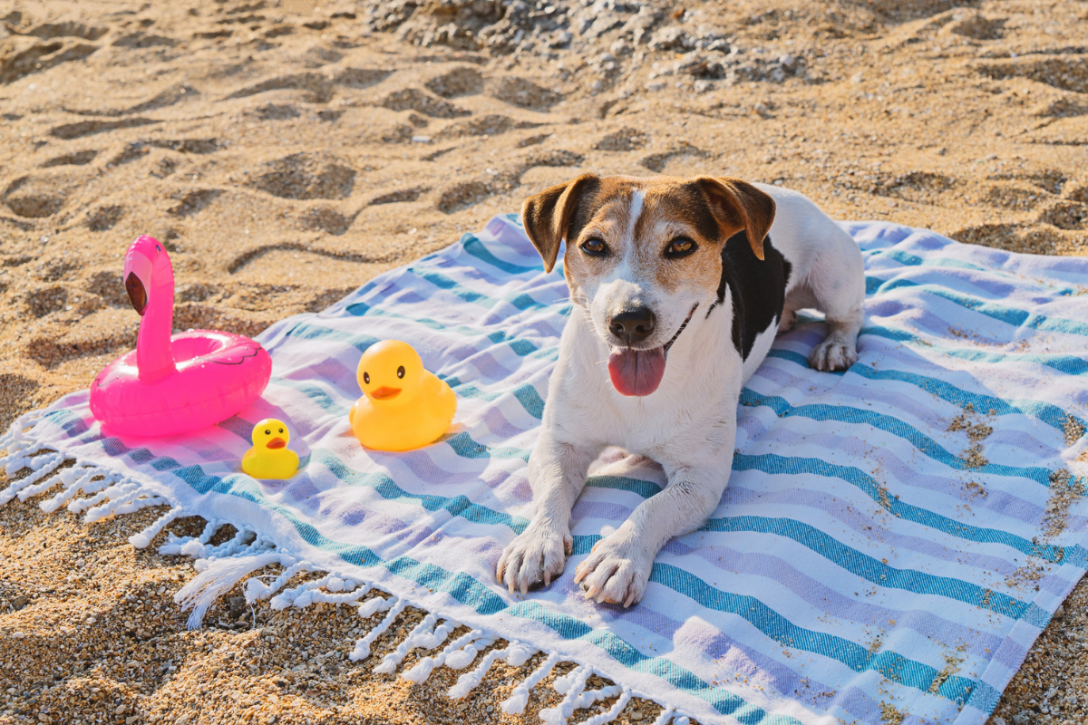 How to Prevent and Treat Sunburn in Dogs