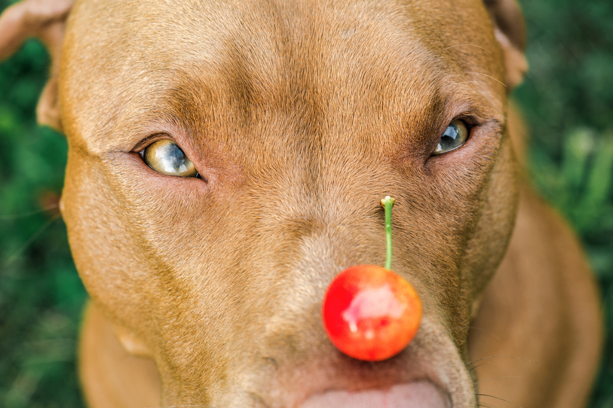 Can Dogs Eat Cherries? Here's What Happens if Fido Chomps on Cherries