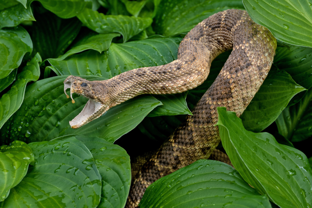 Best Guns for Snakes in the Backyard or Field